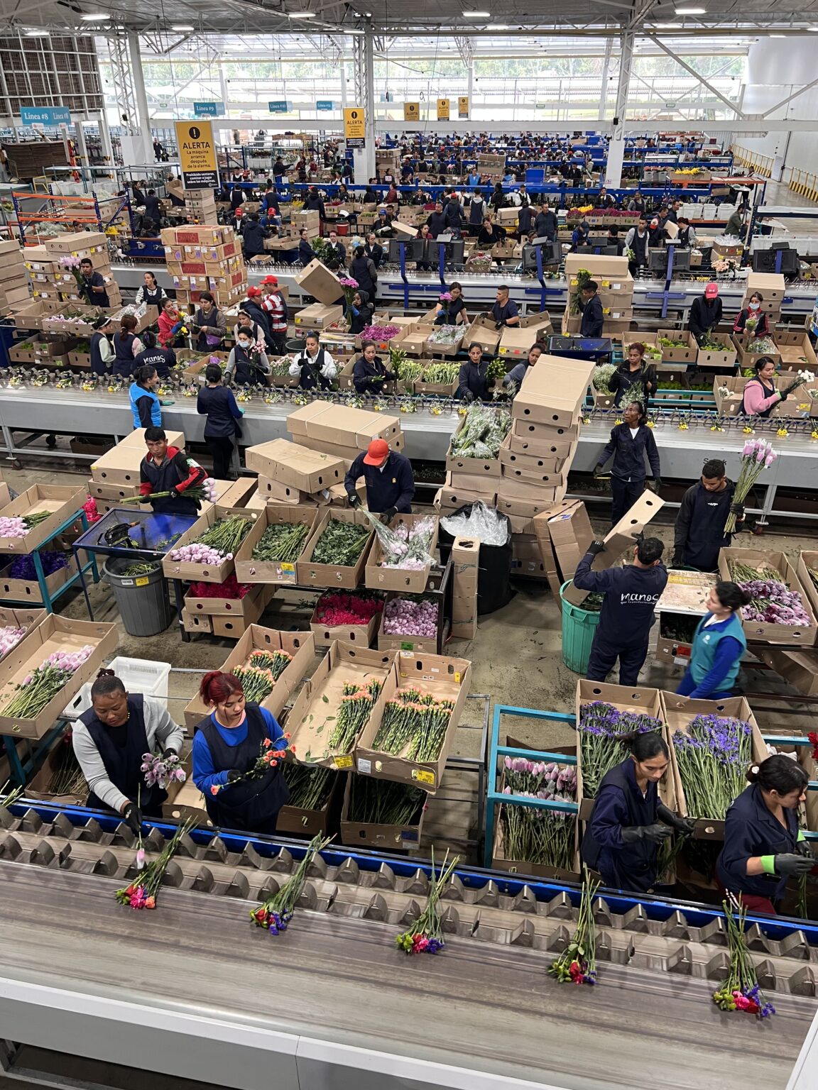 Flores colombianas 2025 con aires de esperanza. | ISSN 29817900